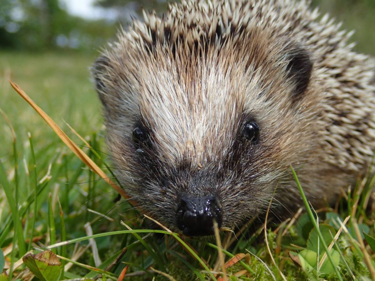 Piggsvin i Kristiansand - Naturbloggen