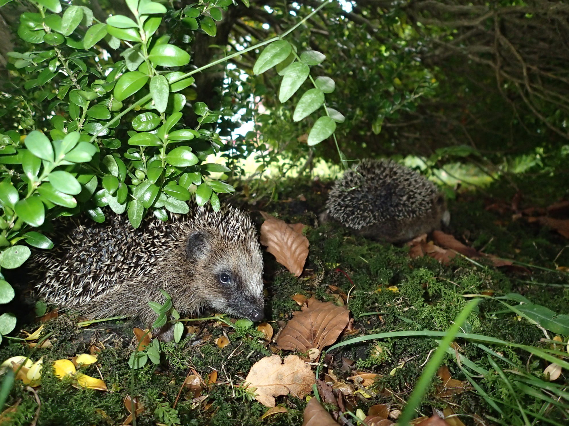 Piggsvin i Kristiansand - Naturbloggen