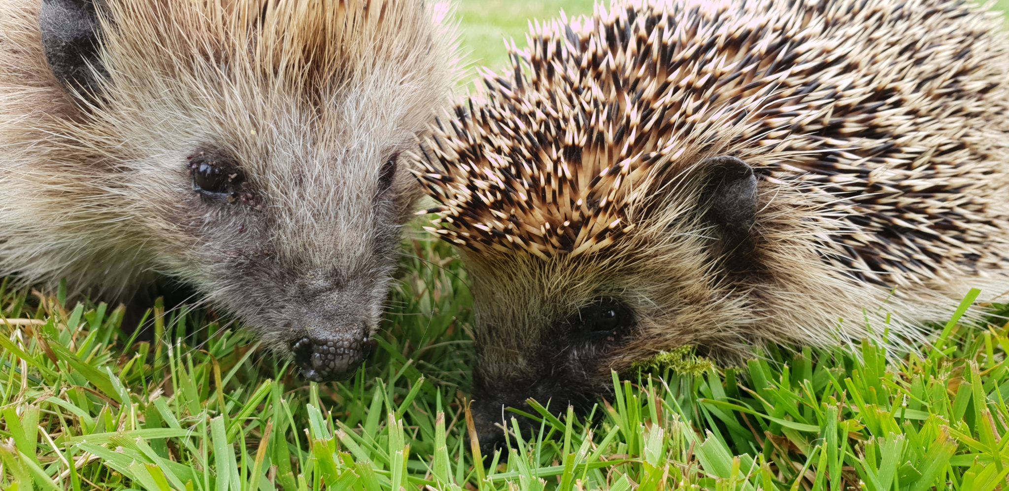 MAURPIGGSVIN - Australias svar på piggsvin -men hva slags dyr er det ...