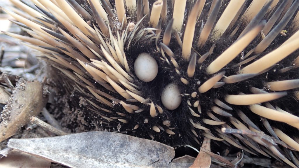 MAURPIGGSVIN - Australias svar på piggsvin -men hva slags dyr er det ...