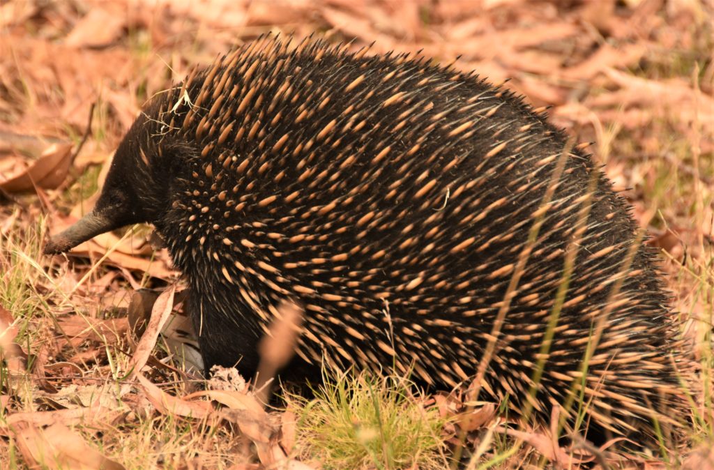 MAURPIGGSVIN - Australias svar på piggsvin -men hva slags dyr er det ...