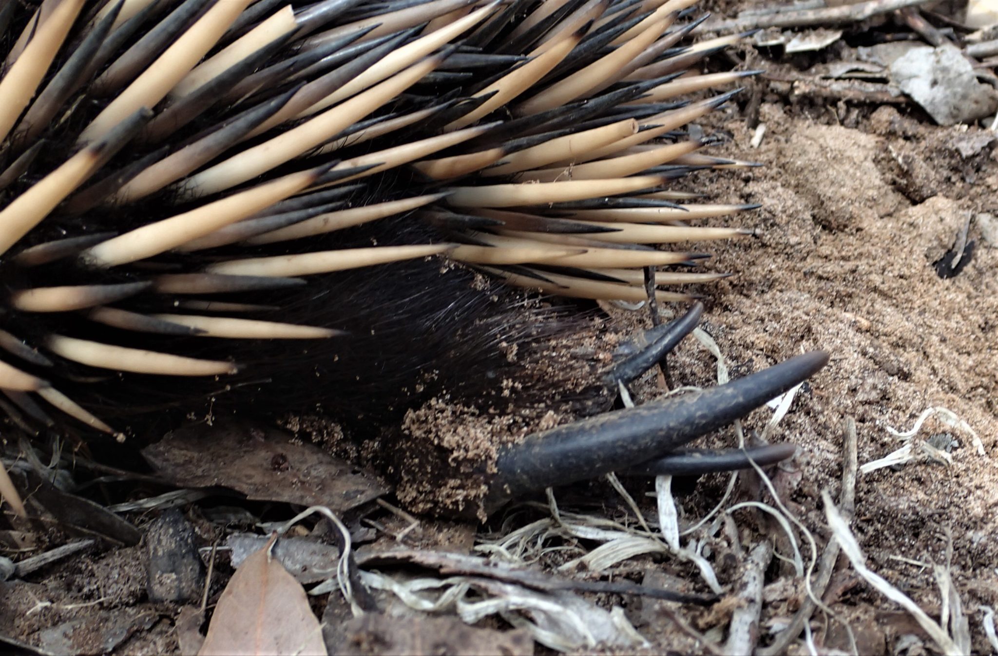 MAURPIGGSVIN - Australias svar på piggsvin -men hva slags dyr er det ...