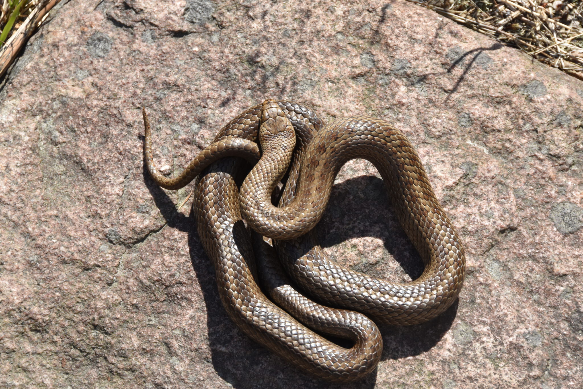 Nå kartlegges sorte slanger og firfisler - Naturbloggen