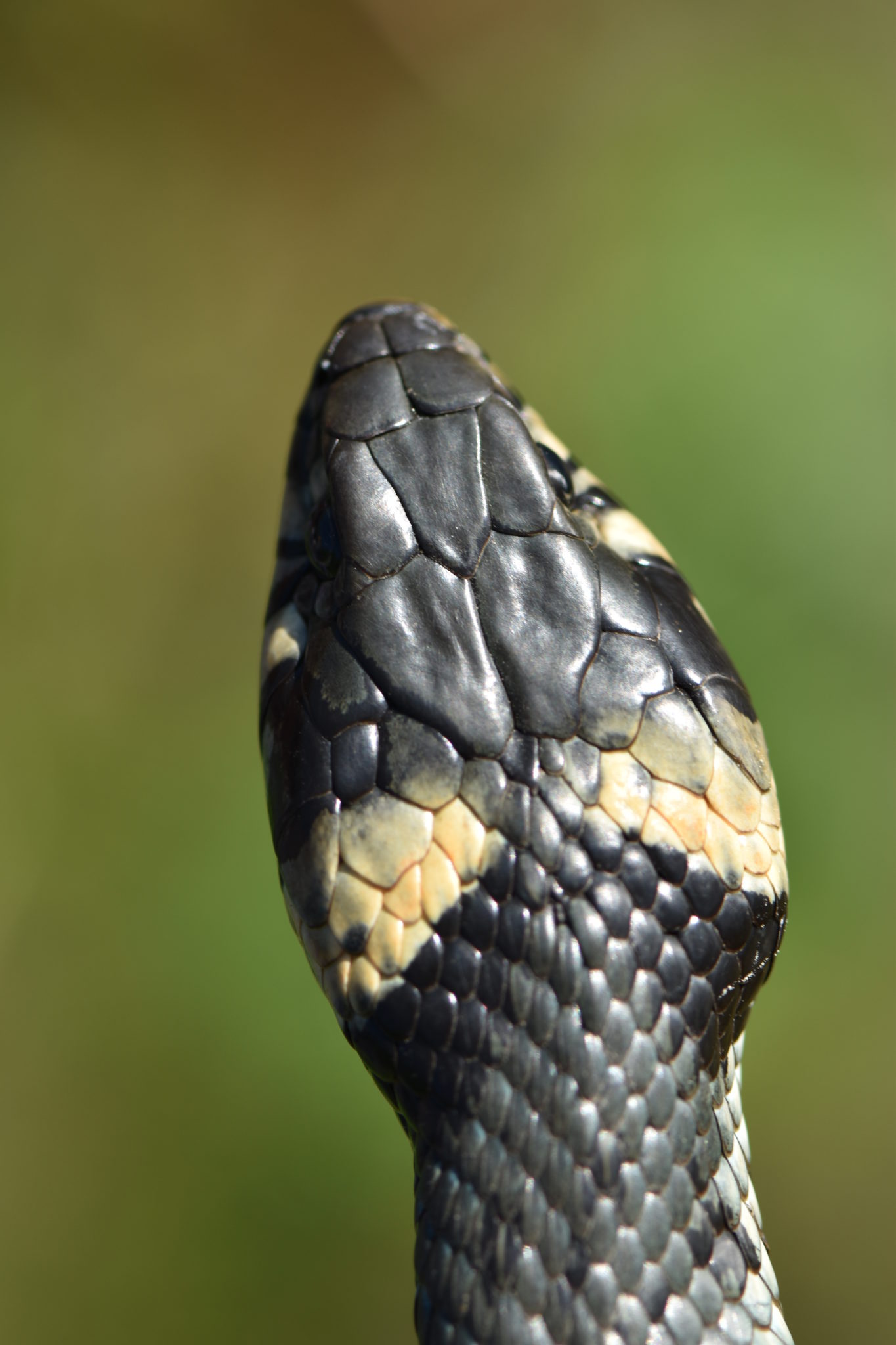 Nå kartlegges sorte slanger og firfisler - Naturbloggen