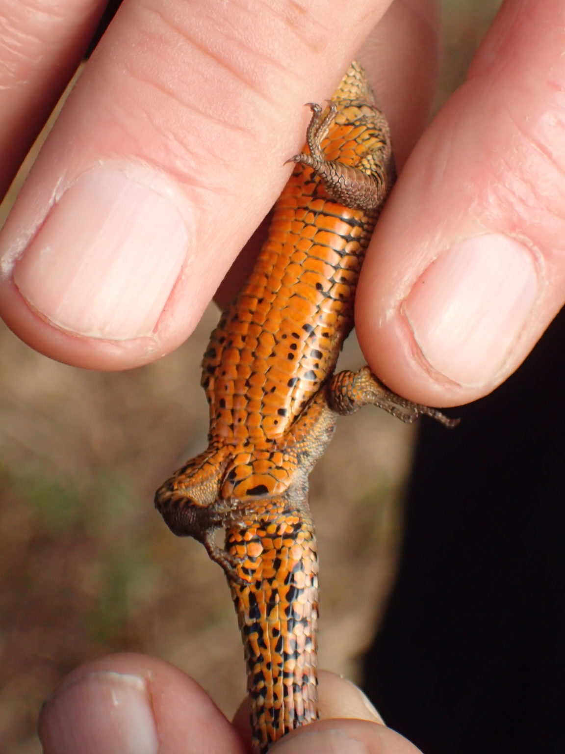 Nå kartlegges sorte slanger og firfisler - Naturbloggen