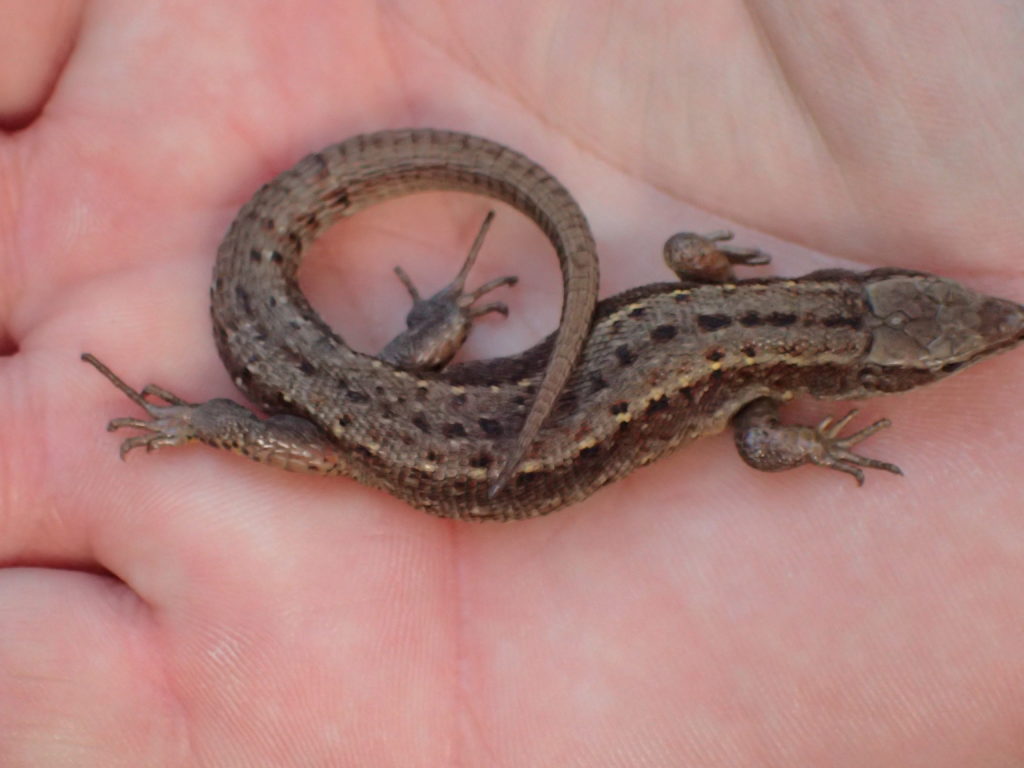 Nå kartlegges sorte slanger og firfisler - Naturbloggen