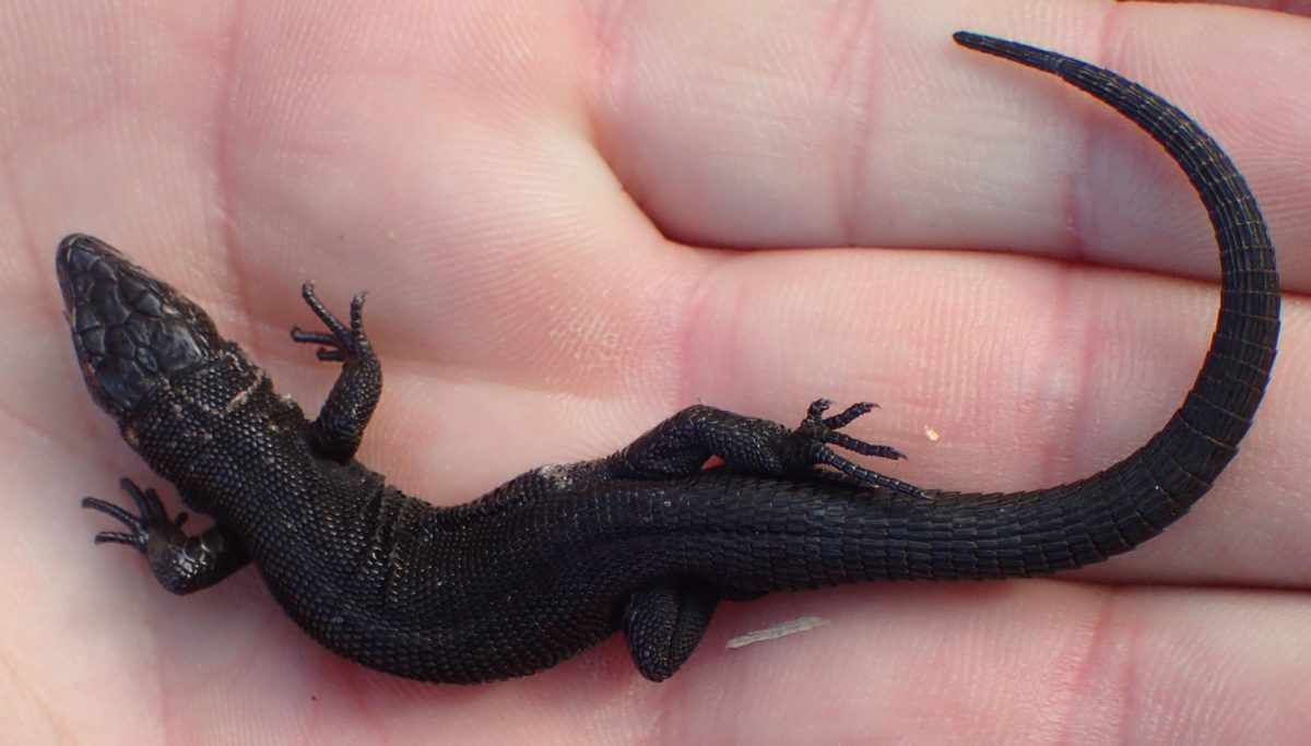 Nå kartlegges sorte slanger og firfisler - Naturbloggen