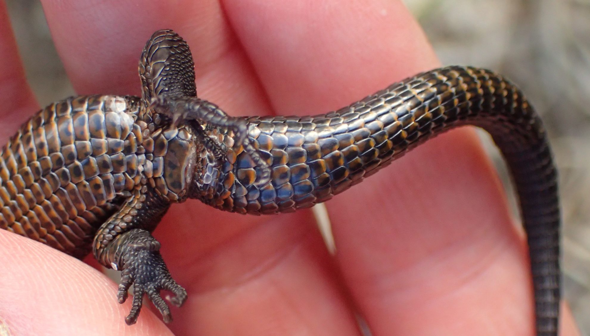 Nå kartlegges sorte slanger og firfisler - Naturbloggen