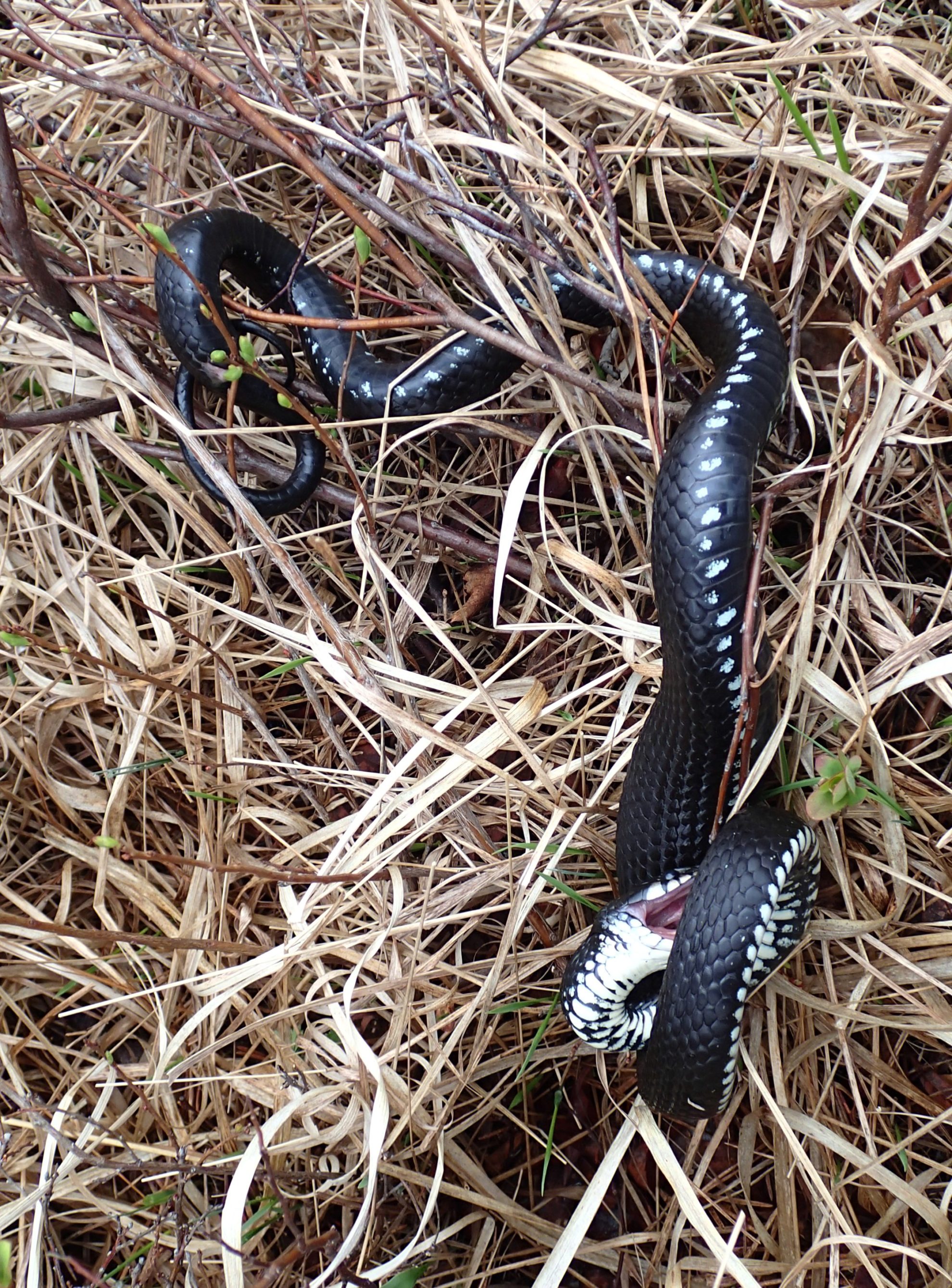 Nå kartlegges sorte slanger og firfisler - Naturbloggen