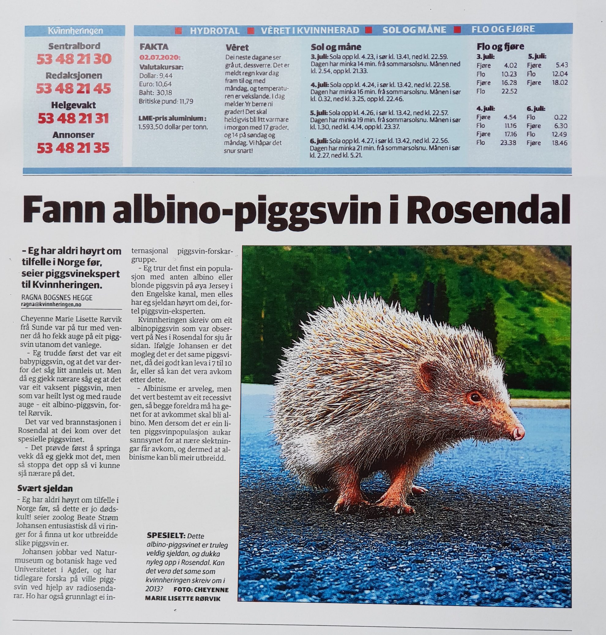 ALBINO PIGGSVIN I ROSENDAL - Naturbloggen
