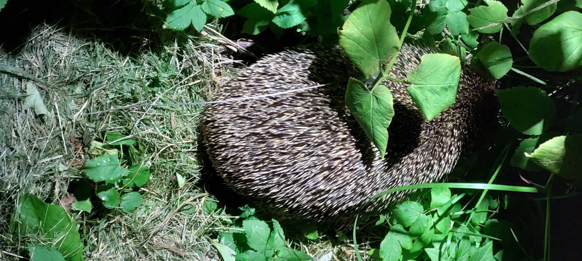 Piggsvin med radiosendere i Kristiansand - Naturbloggen