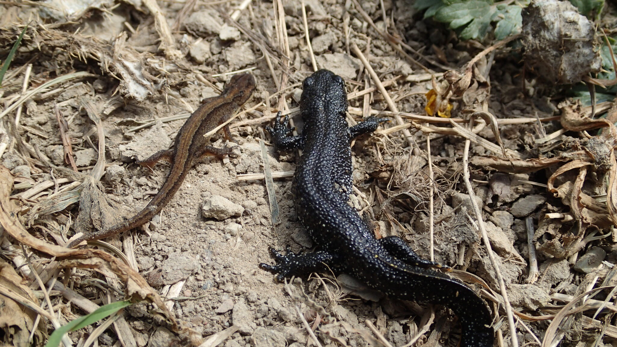Forskjell på firfisle og salamander - Naturbloggen