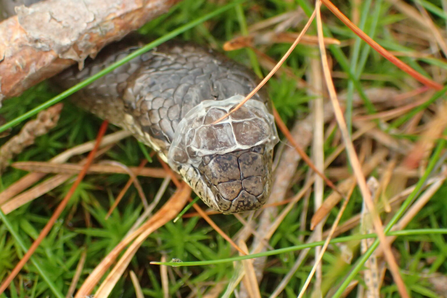 Forskjell mellom stålorm og slange - Naturbloggen