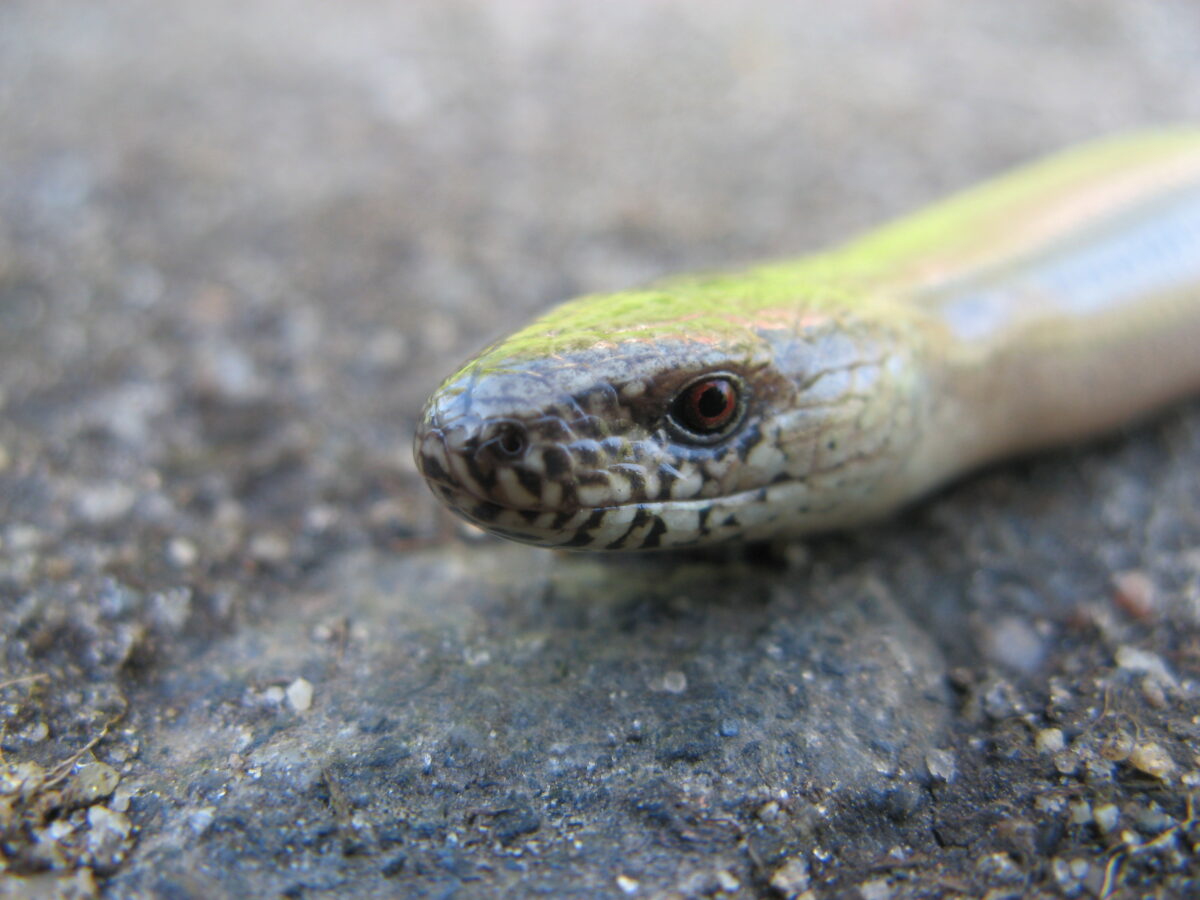 Forskjell mellom stålorm og slange - Naturbloggen