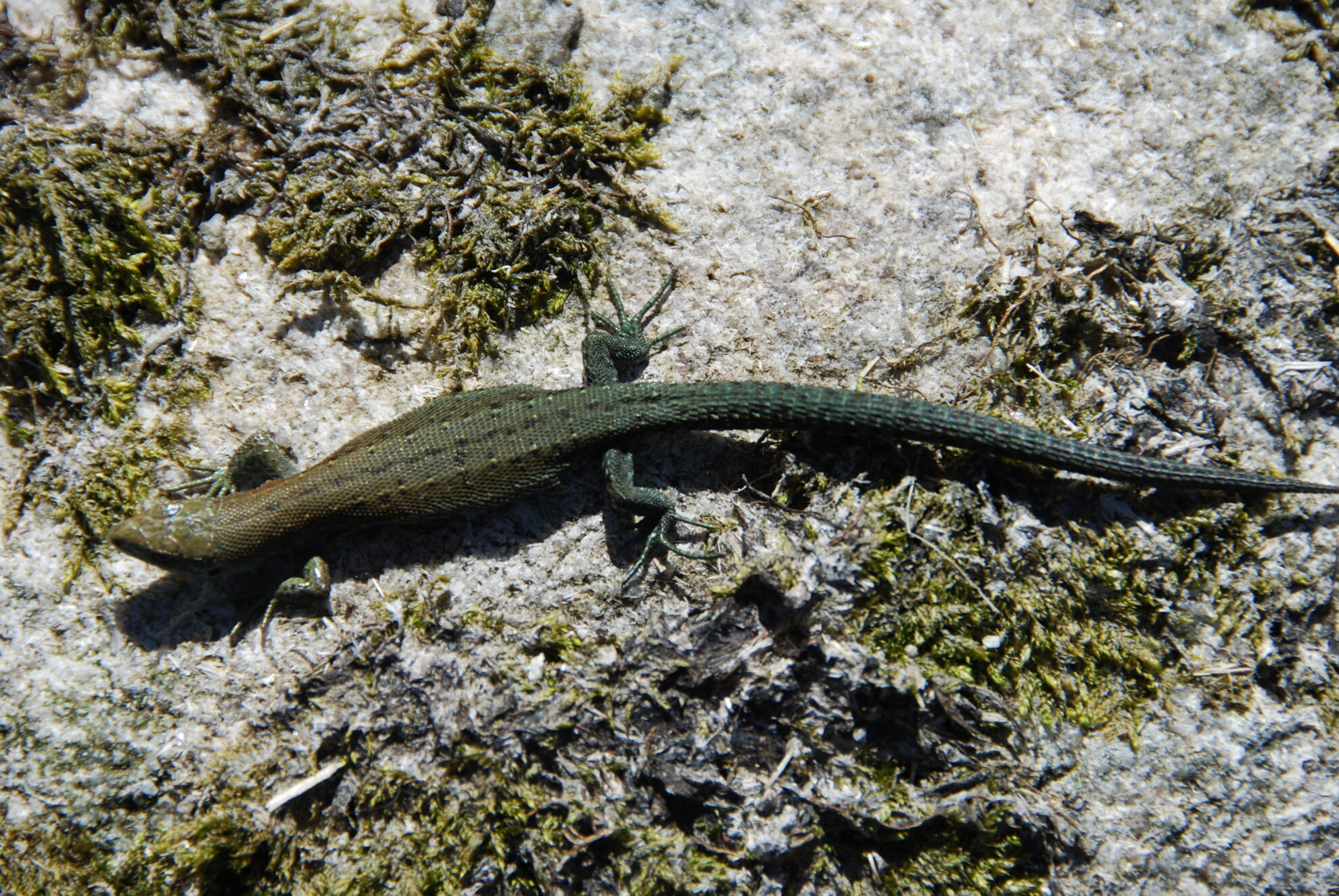 Forskjell på firfisle og salamander - Naturbloggen